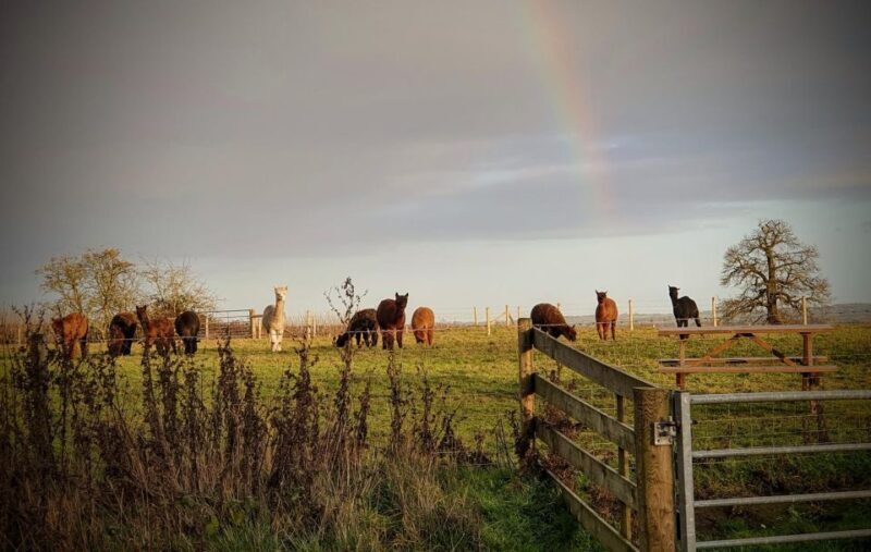 Shropshire: Alpaca Meet & Greet Intimate Alpaca Experience - FAQs