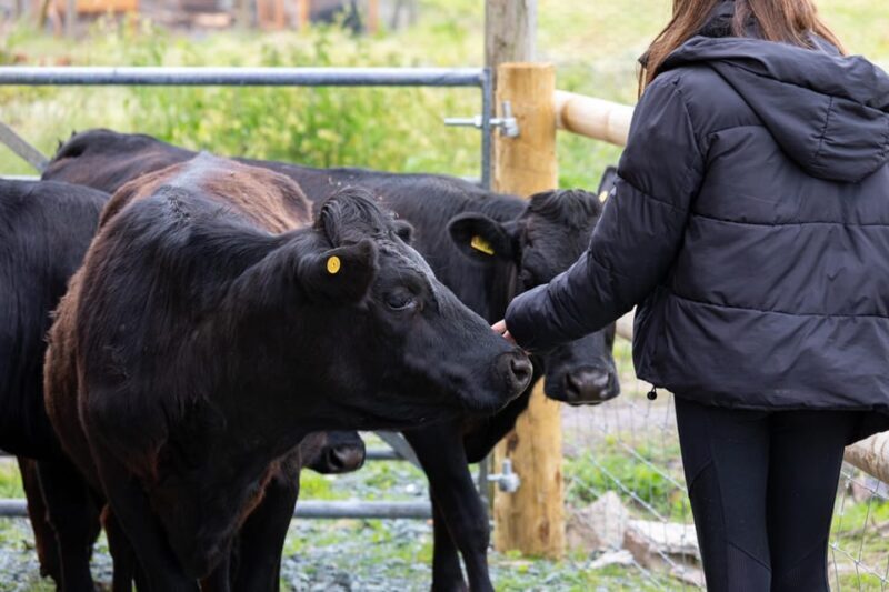 Shropshire: Meet the Mini Moos Cow Cuddling Experience - An Authentic Farm Encounter in Shropshire