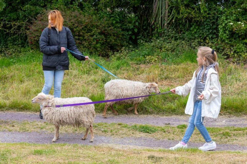 Shropshire: Sheep Trek with the Smallest Sheep in the World - Key Points