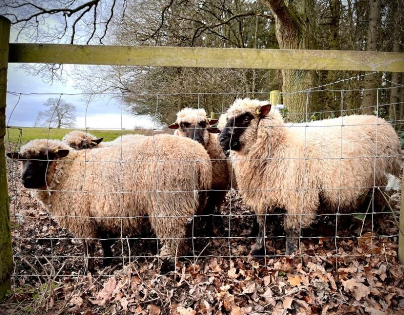 Shropshire: Sheep Trek with the Smallest Sheep in the World - An In-Depth Look at the Sheep Trek Experience