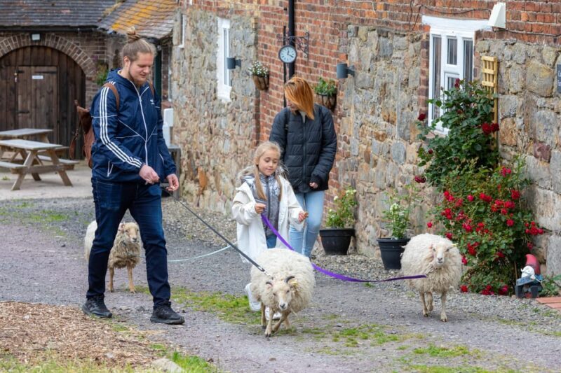 Shropshire: Sheep Trek with the Smallest Sheep in the World - How This Experience Compares to Similar Activities