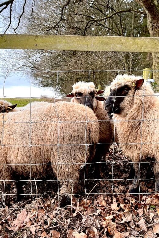 Shropshire: Sheep Trek with the Smallest Sheep in the World - The Sum Up: Who Is It Best For?