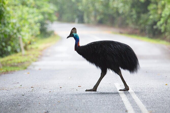 Shuttle Bus Transfer - Kuranda to Cairns City - Pricing and Value Analysis