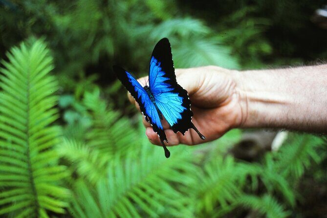 Shuttle Bus Transfer - Kuranda to Cairns City - Who Should Opt for This Shuttle?
