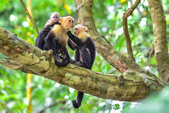 Shuttle From San Jose Airport To Monteverde - Key Points