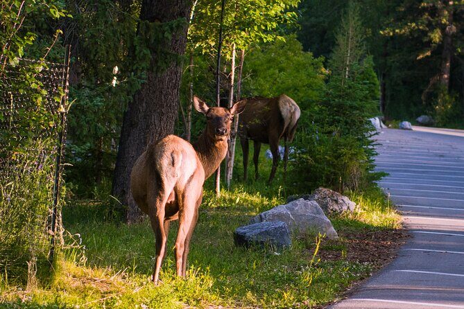 Shuttle Service between Canmore, Banff, Moraine Lake, Lake Louise - Detailed Breakdown of the Stops
