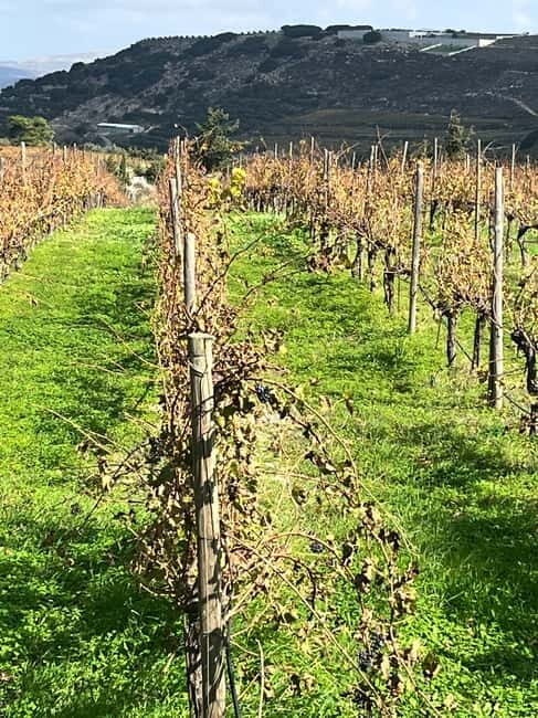 Shuttle & Wine Experience at Lyrarakis Winery - The Value and Duration