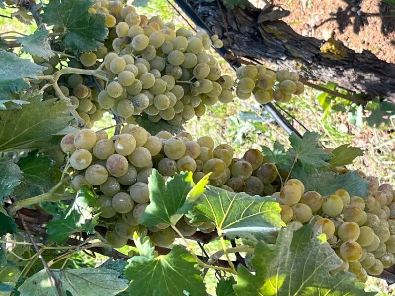 Shuttle & Wine Experience at Lyrarakis Winery - Feedback from Visitors