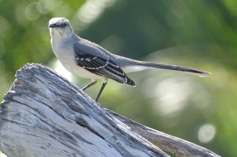 Sian Ka'an: Bird Watching & Mayan Herbal Medicine - Key Points