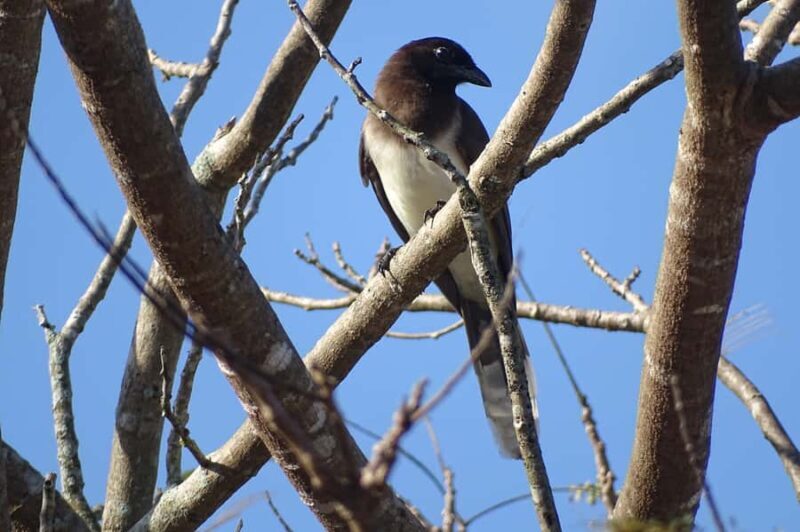 Sian Ka'an: Bird Watching & Mayan Herbal Medicine - Introduction to the Experience