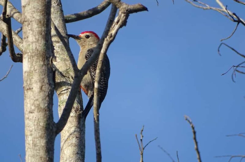 Sian Ka'an: Bird Watching & Mayan Herbal Medicine - FAQ