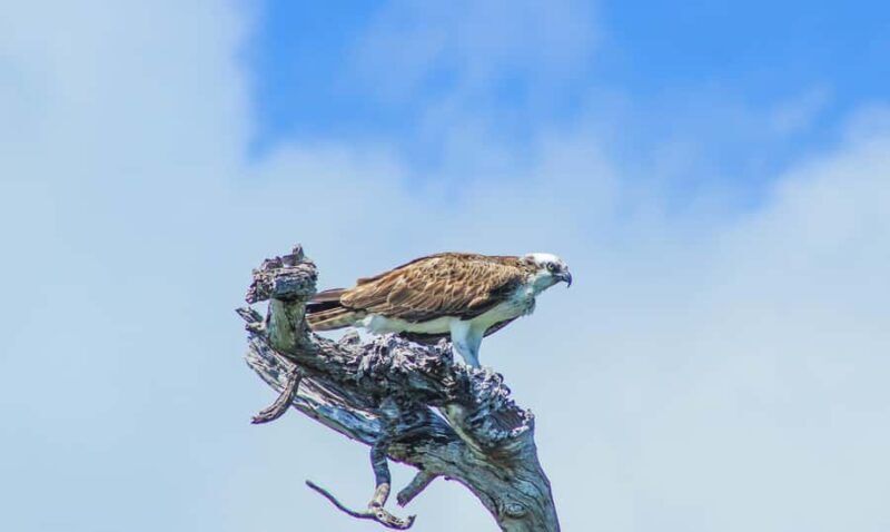 Sian Ka'an Reserve: Safari and Snorkeling Tour. - Key Points