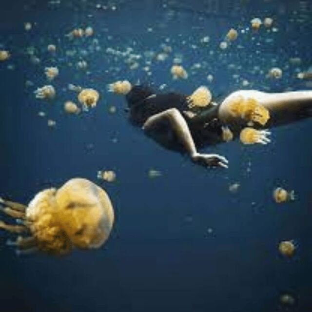 Siargao:Sohoton Island Hopping Tour with Jellyfish Sanctuary - What Do Travelers Say?