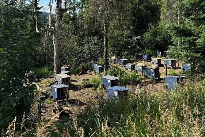 Siberian Husky Kennel Tour in Fairbanks Alaska - A Deep Dive into the Siberian Husky Kennel Tour