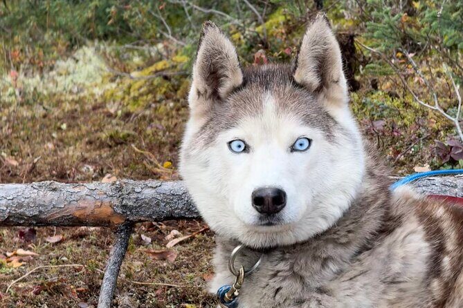 Siberian Husky Kennel Tour in Fairbanks Alaska - The Sum Up: Who Will Love This Experience?