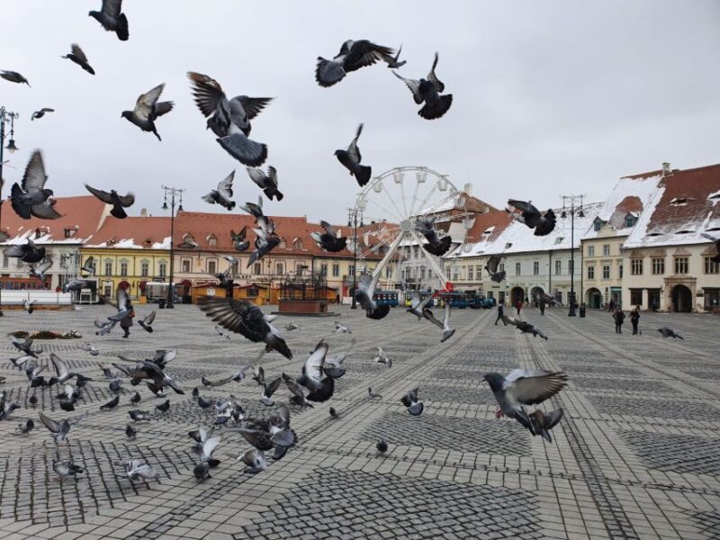 Sibiu City Tour - Private Day Trip from Bucharest - Sibiu City Tour - Private Day Trip from Bucharest