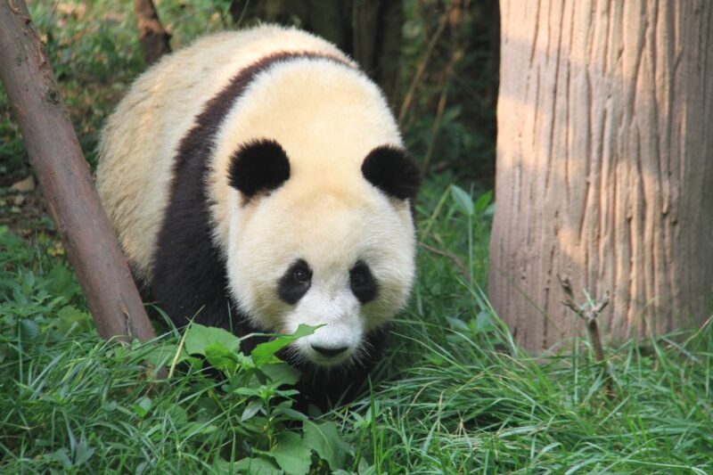Sichuan: Big Panda Volunteer Day tour - Lunch and the Environment