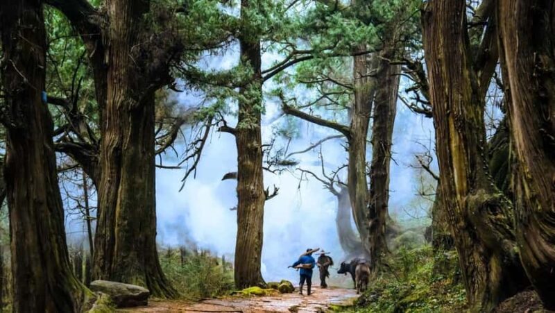 Sichuan: Jinniu Ancient Mile Road Hiking Tour with Guide - The Value of the Experience