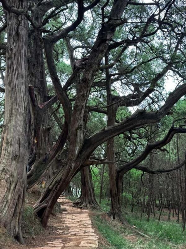 Sichuan: Jinniu Ancient Mile Road Hiking Tour with Guide - Final Thoughts: Who Will Love This Tour?