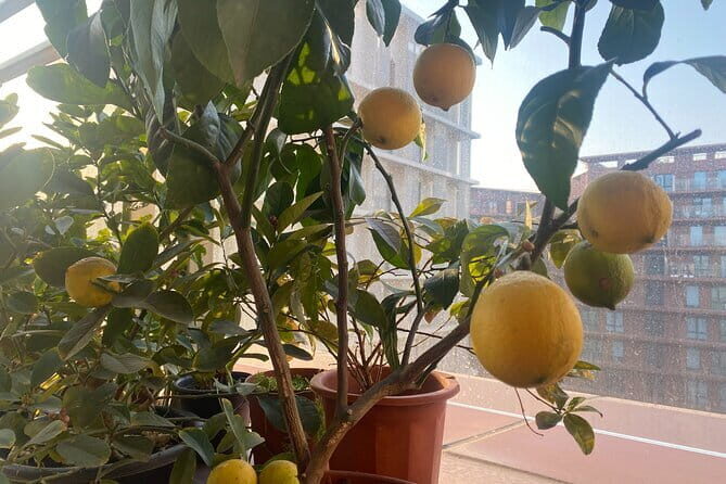 Sichuan Supper Club: Lala's Market-to-Home Journey - An Authentic Taste of Chengdu’s Food Scene