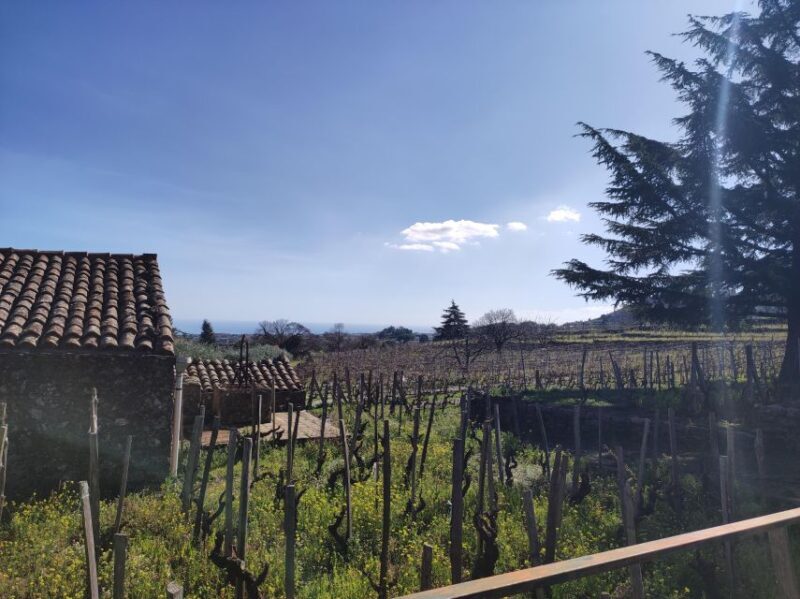 Sicily: Etna Volcano and Wine Tasting Tour - The Viewpoint and Catania Panorama
