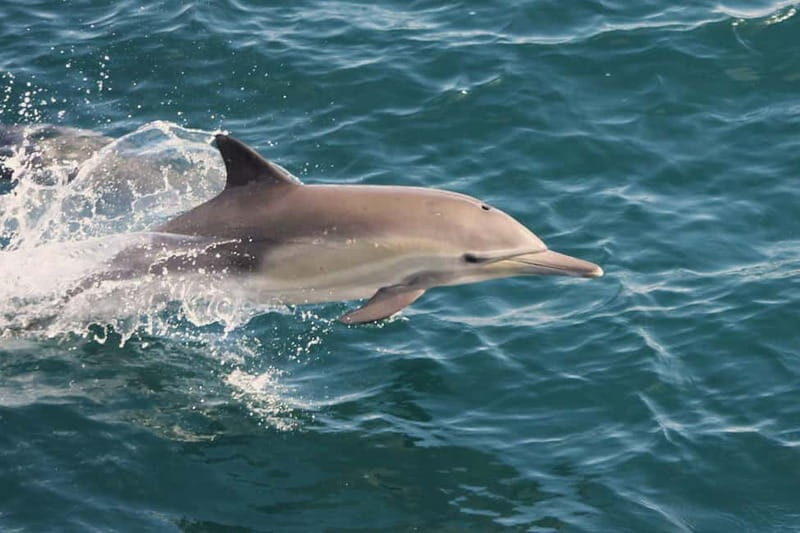 Side Dolphin Island Boat Cruise with Lunch & Drinks - Practical Tips for Making the Most of Your Day