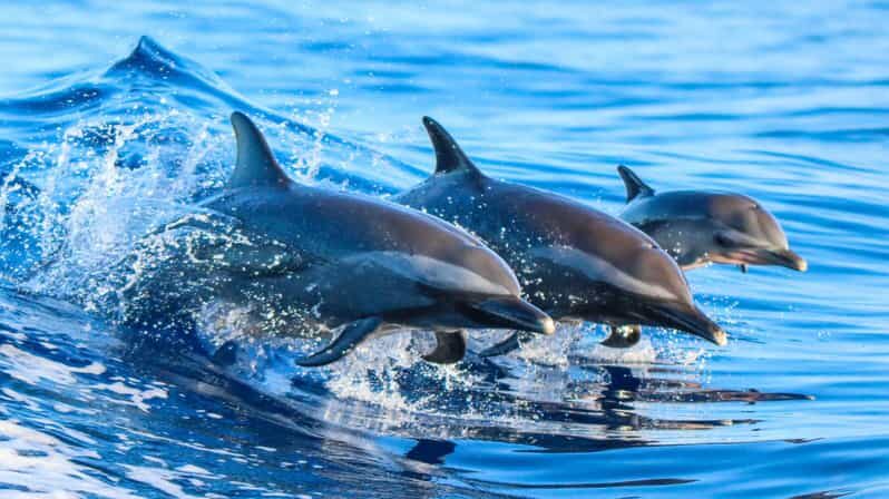 Side: Dolphin Island Boat Trip with Lunch & Unlimited Drinks - Key Points
