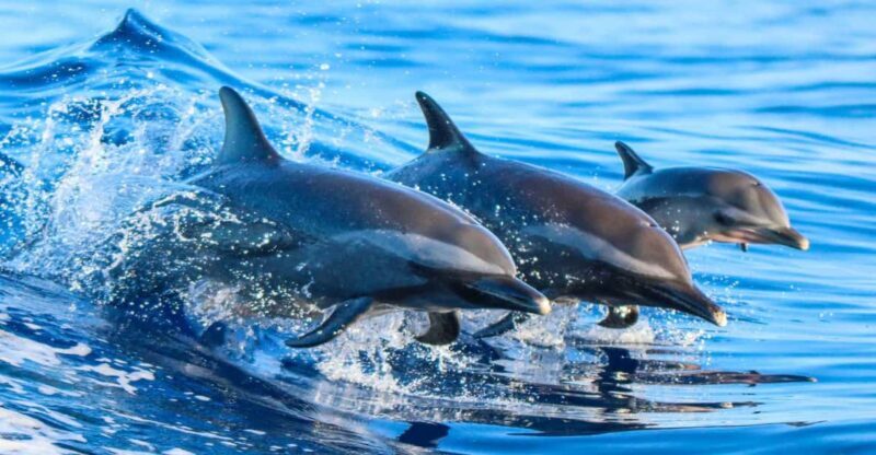 Side: Dolphin Island Boat Trip with Lunch & Unlimited Drinks - Authentic Experiences as Reported by Travelers