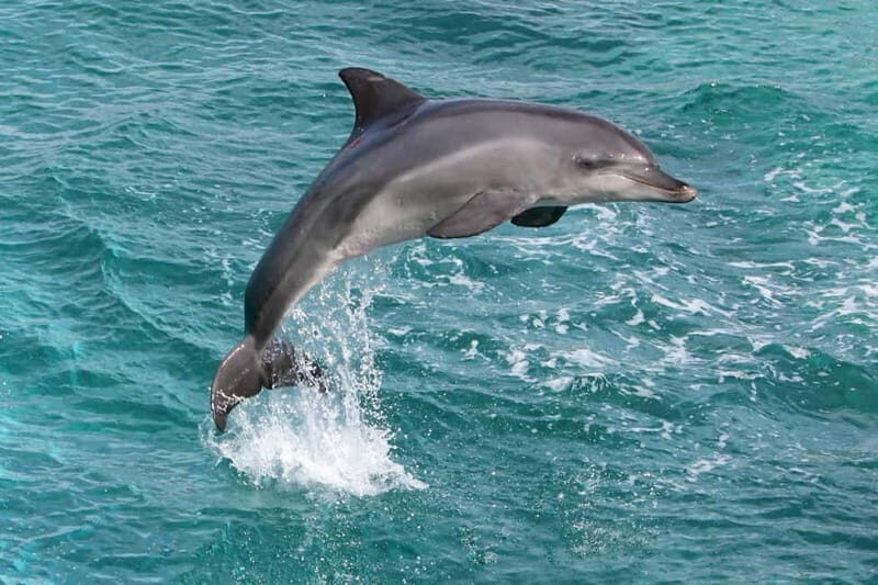 Side: Dolphins Island Cruise with Swimming Stops and Lunch - An In-Depth Look at the Dolphins Island Cruise