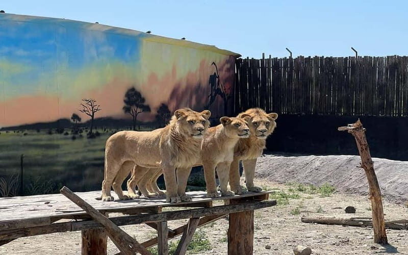 Side: Jeep Safari & Lion Safari with Lunch and Green Canyon - Final Thoughts
