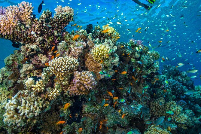 "Side: Scuba Diving in the Fascinating Underwater Museum" - Who Should Book This Tour?