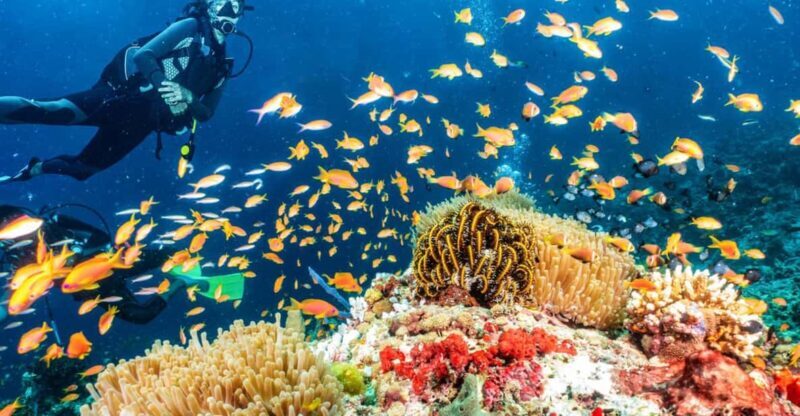Side: Scuba Diving Tour Journey To The Depths Of The Blue - Side: Scuba Diving Tour Journey To The Depths Of The Blue