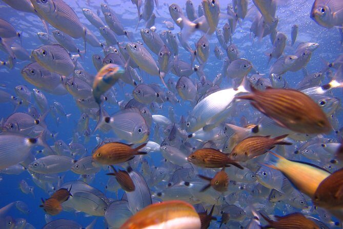 Side: Scuba Diving Under Water Museum - Return and Overall Atmosphere