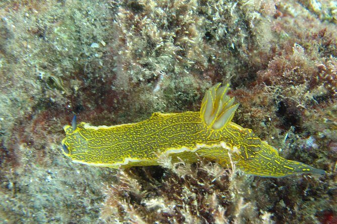 Side: Scuba Diving Under Water Museum - What’s Missing? Photos and Drinks