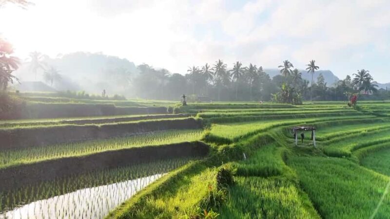 Sidemen rice terraces trek and local village walk - Key Points