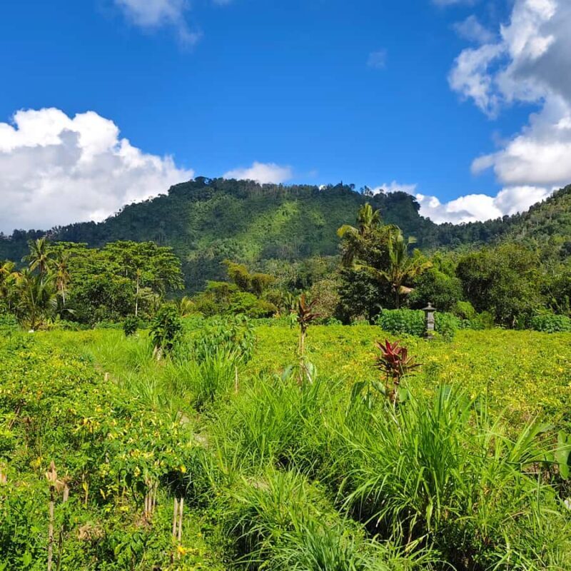 Sidemen rice terraces trek and local village walk - The Sum Up: Why Consider the Sidemen Rice Terraces Trek?