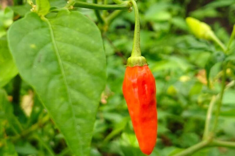 Sidemen rice terraces trek and local village walk - FAQ