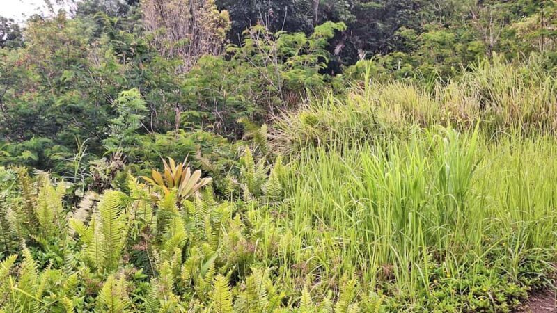 Sidemen Trekking: Dwangga Hill Hike in Sidemen (Peak 800M) - A Deep Dive into the Dwangga Hill Trek