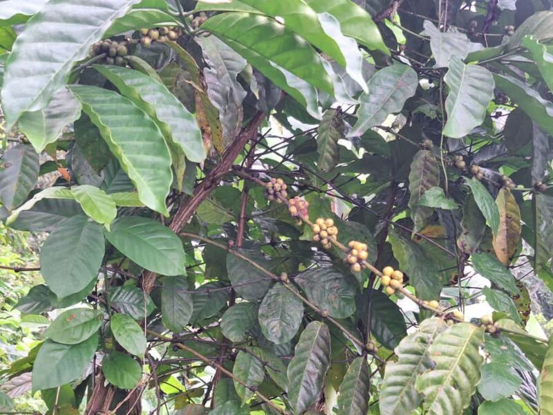 Sidemen Trekking: Dwangga Hill Hike in Sidemen (Peak 800M) - Who Should Consider This Experience?