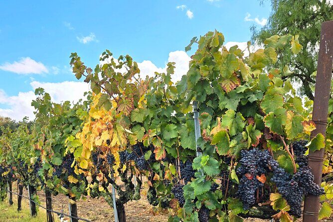 Sideways Movie Wine Trail: A Self-Guided Driving Tour - Key Points