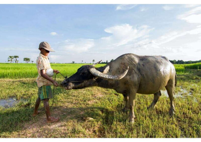 Siem Reap: Afternoon Cooking Class & Village Tour - Final Thoughts: Is It Worth It?