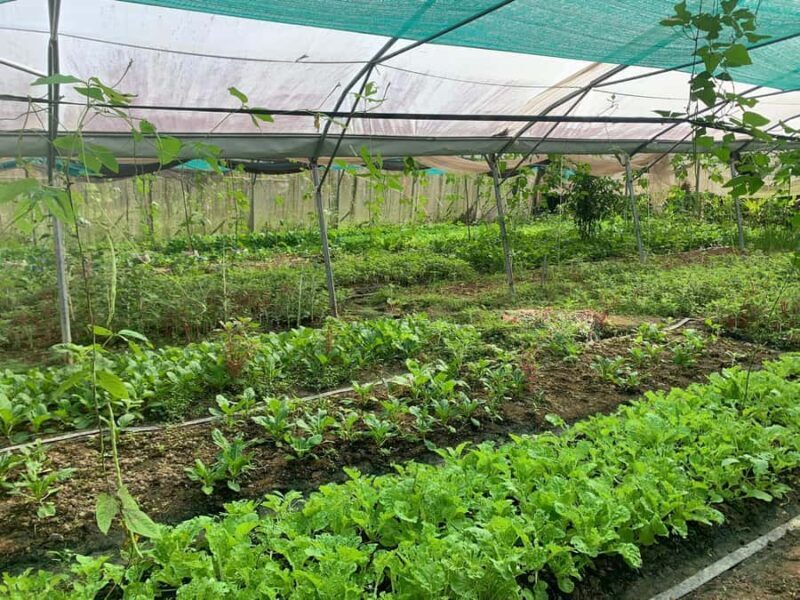 Siem Reap: Agroecological Farm Tour with Meals & Pool - Key Points