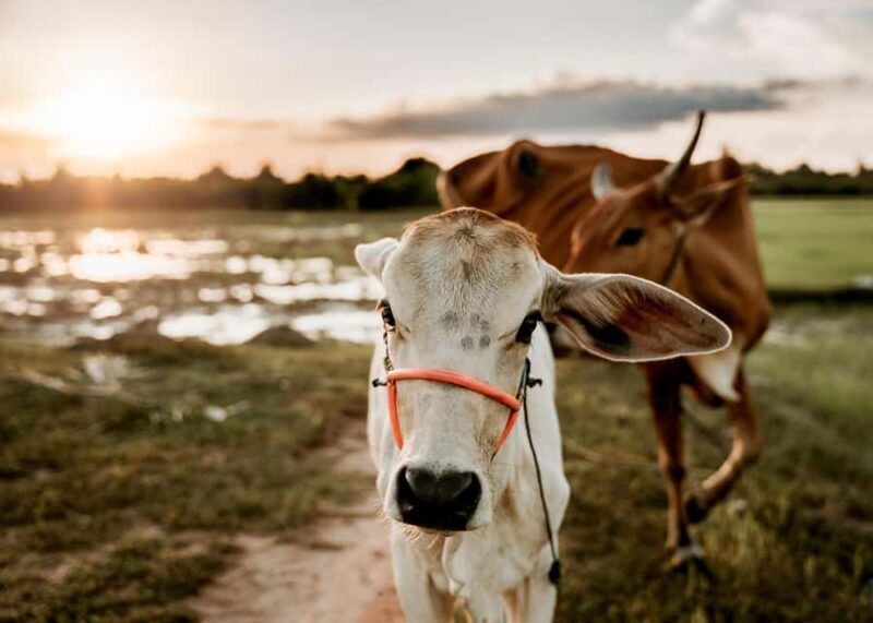 Siem Reap: Countryside Golden Hour Sunset Tour by Tuktuk - Key Points