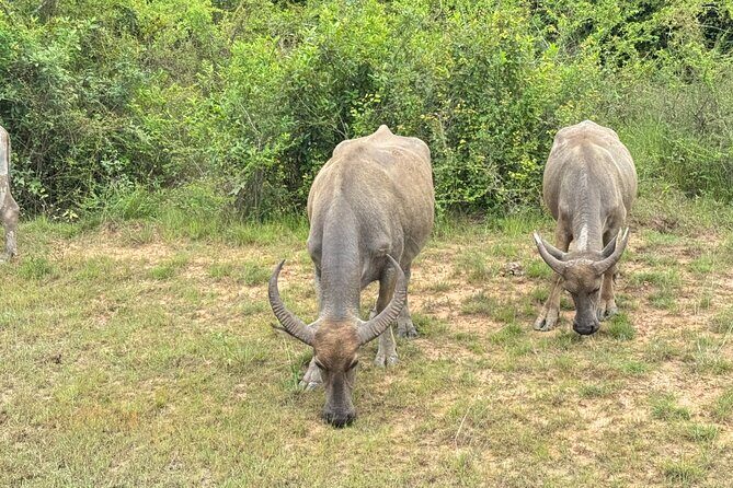 Siem Reap Countryside Quad Bike Adventure - A Closer Look at the Itinerary
