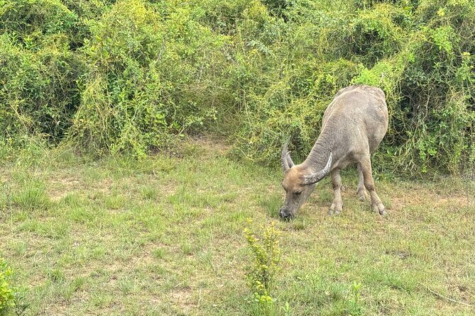 Siem Reap Countryside Quad Bike Adventure - The Sum Up