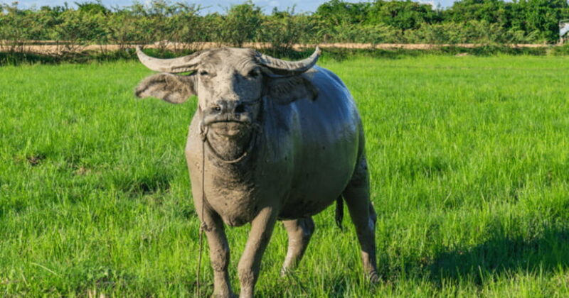 Siem Reap: Countryside Sunset Jeep Tour with Drinks - Food, Drinks, and Tips for Travelers