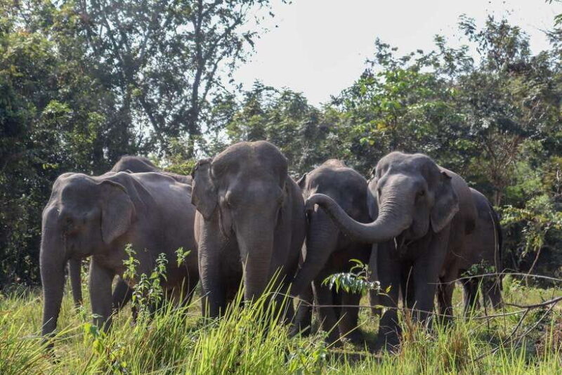 Siem Reap: Dine with Elephants, a Nature & Wildlife Journey - Key Points