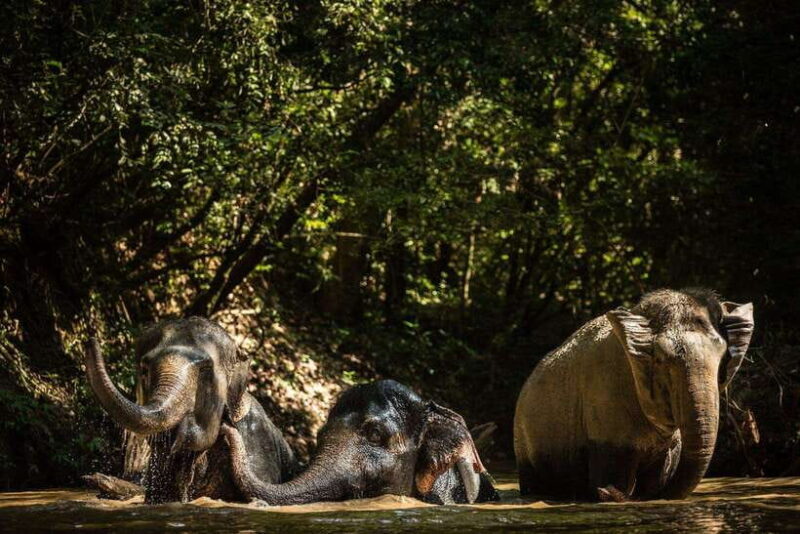 Siem Reap: Dine with Elephants, a Nature & Wildlife Journey - An In-Depth Look at the Experience