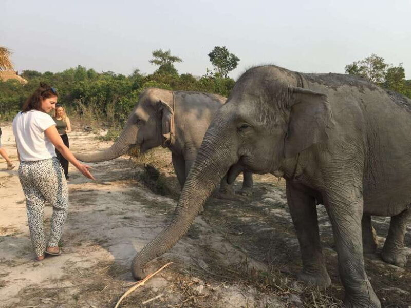 Siem Reap: Dine with Elephants, a Nature & Wildlife Journey - The Experience in Practice