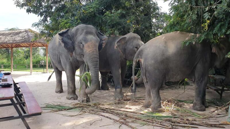 Siem Reap: Elephant Sanctuary Guided Tour - Introduction